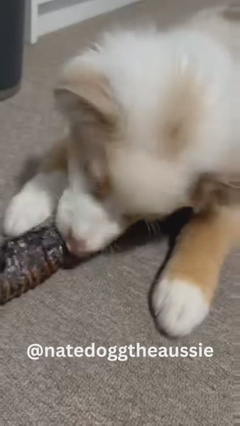 Moo Tube Chew ( Beef Trachea ) – The Fur Kids Bakery