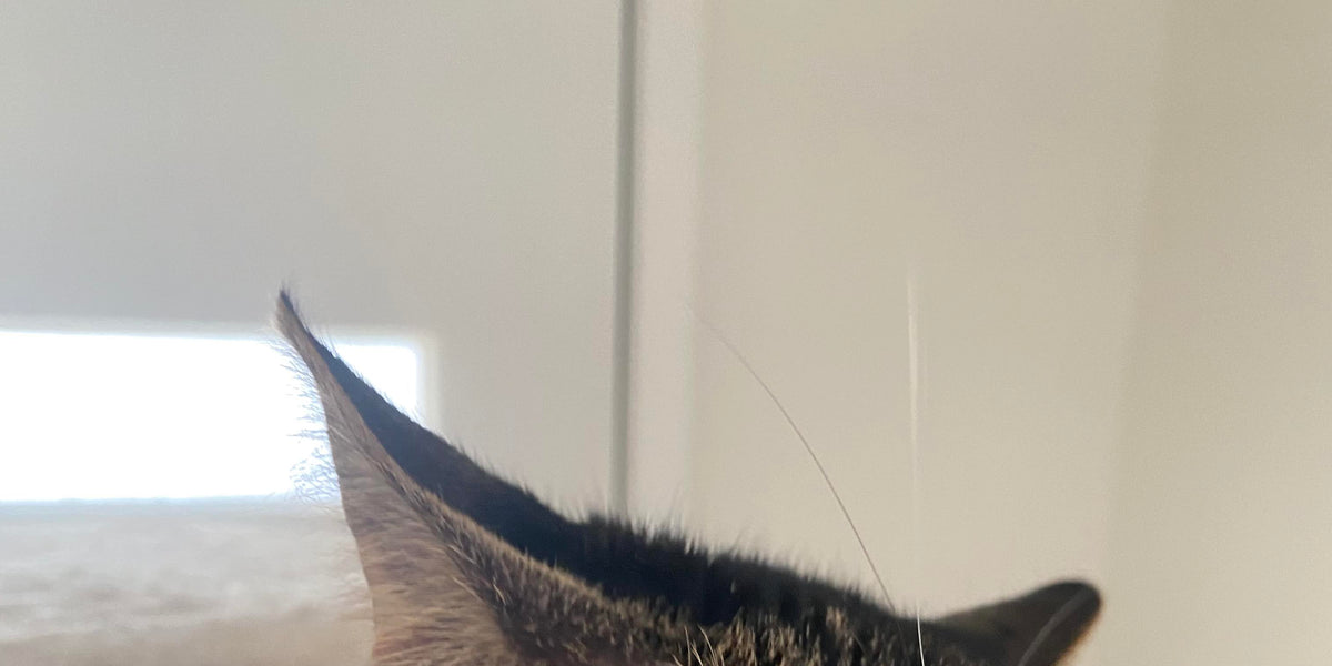 Silvervine Natural Sticks (Matatabi) – The Fur Kids Bakery